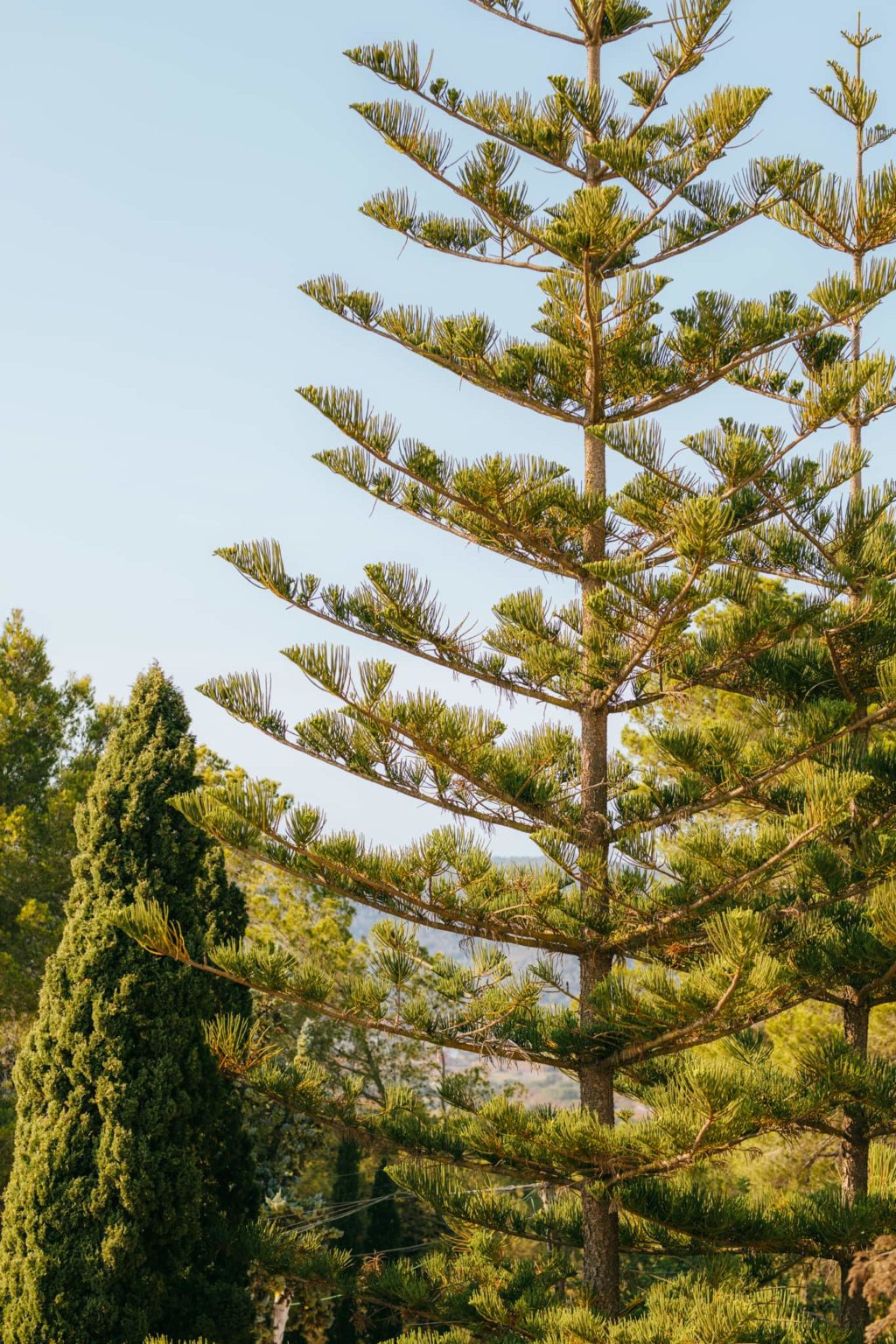 So block out Tuesdays on your calendar this summer – we launch Pikes ...